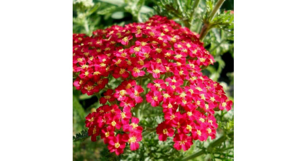 Achillea millefolium 'Red Beauty'