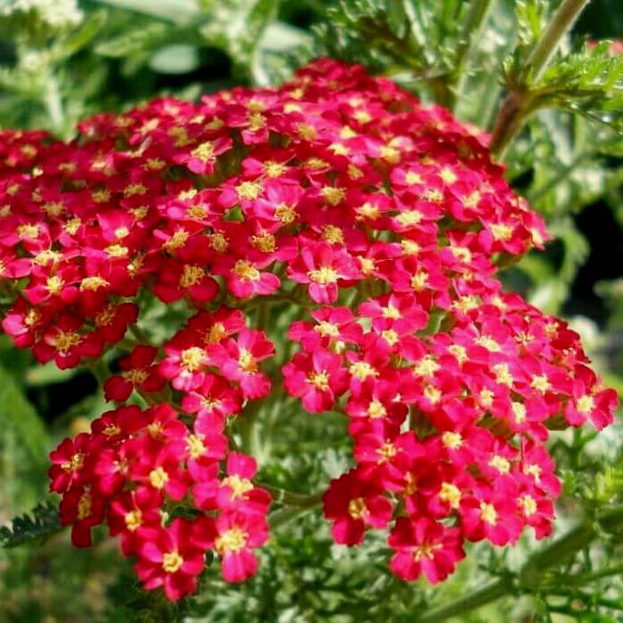 Achillea millefolium 'Red Beauty'