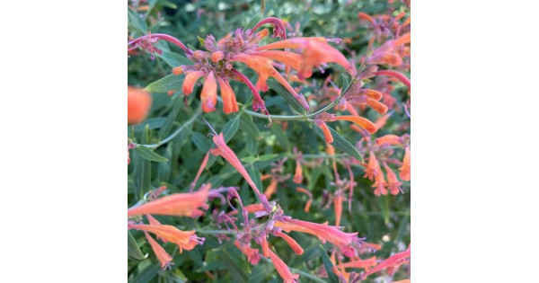 Agastache barberi 'Firebird'