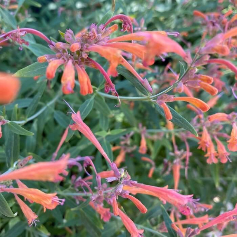 Agastache barberi 'Firebird'