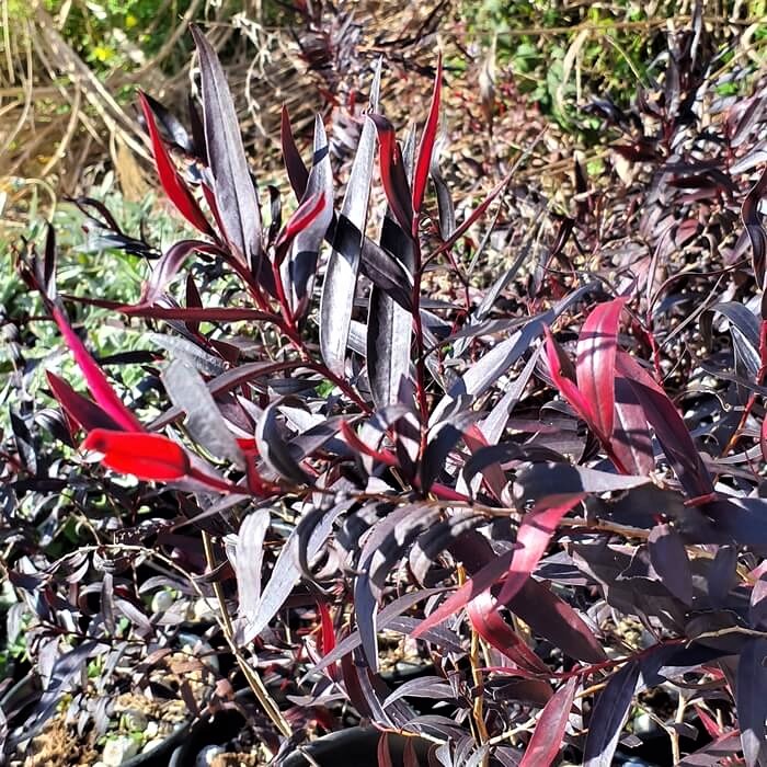 Agonis flexuosa 'Afterdark'