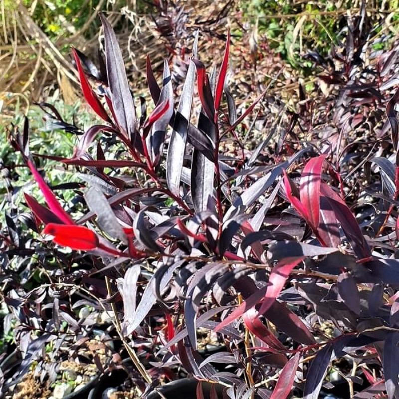 Agonis flexuosa 'Afterdark'