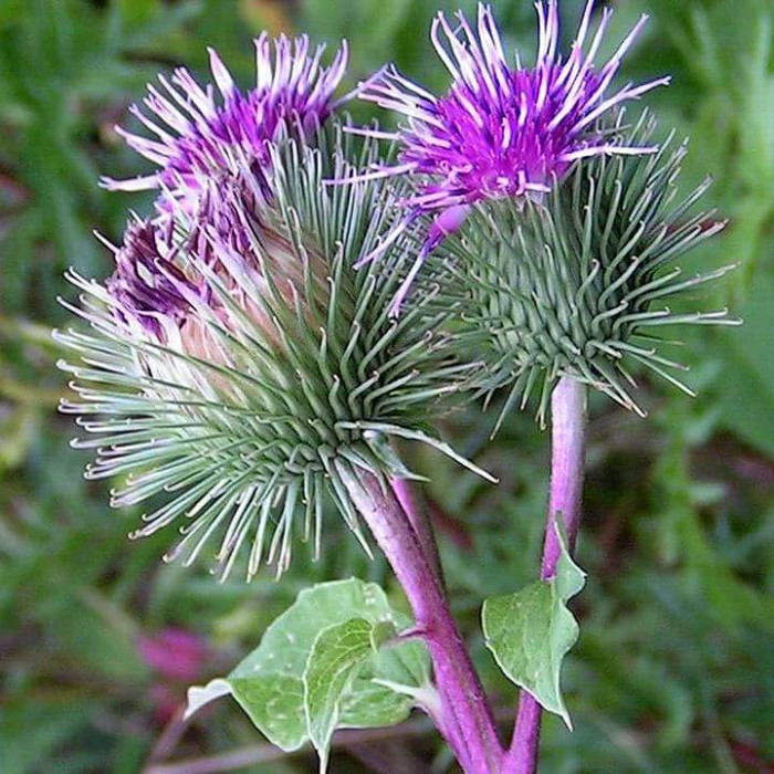 Arctium lappa