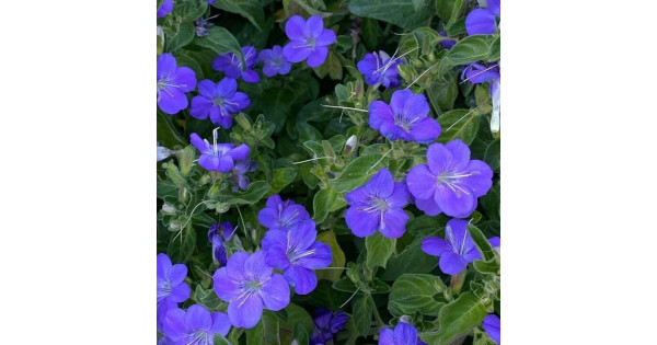 Barleria repens 'Purple Prince'