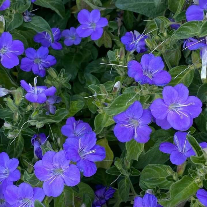 Barleria repens 'Purple Prince'