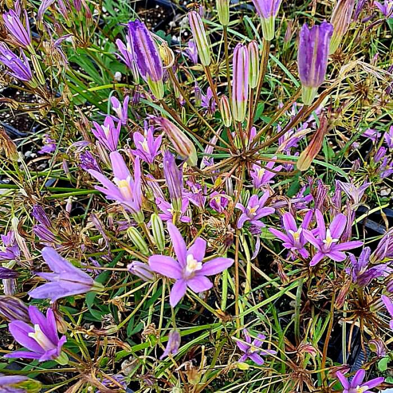 Brodiaea californica