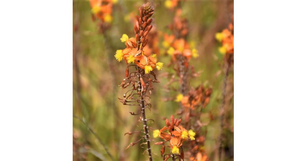 Bulbine frutescens 'Hallmark'