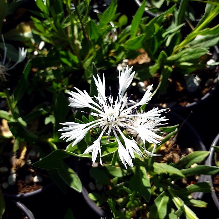 Centaurea montana 'Alba'