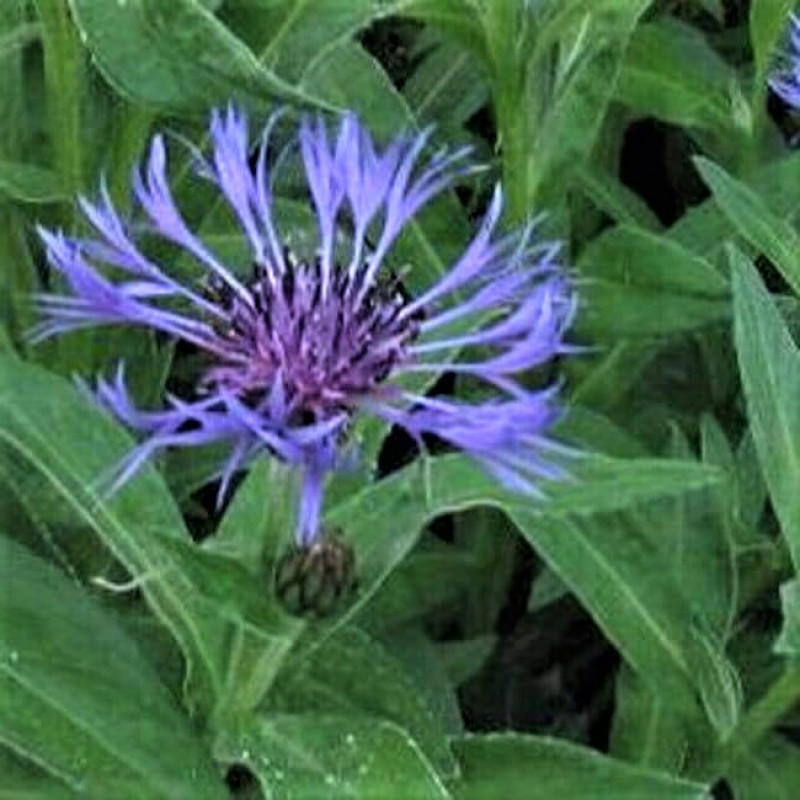 Centaurea montana