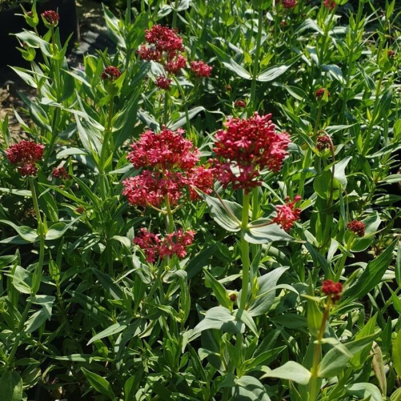 Centranthus ruber var. coccineus