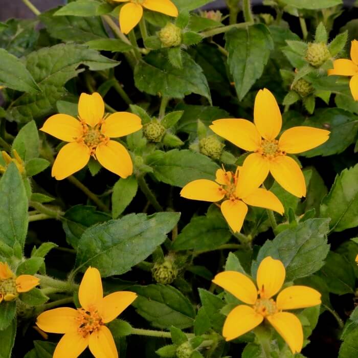 Chrysogonum virginianum