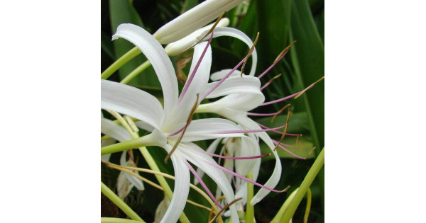 Crinum amoenum