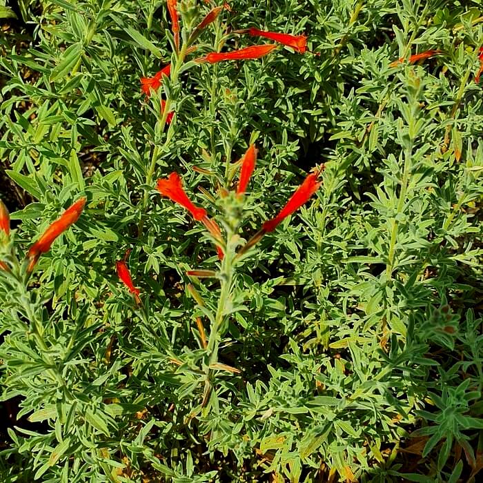 Epilobium canum