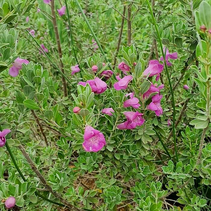 Leucophyllum frutescens