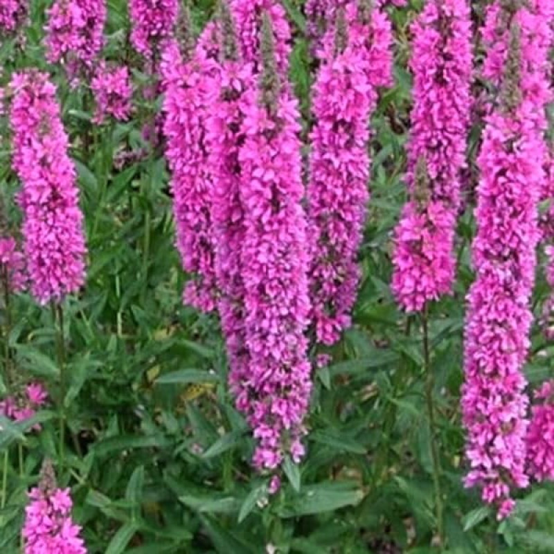 Lythrum salicaria 'Robert'