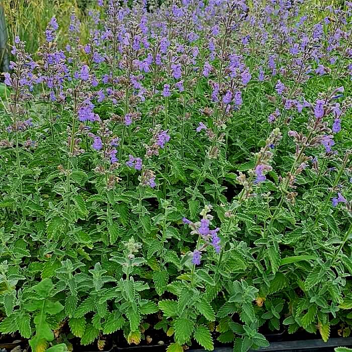 Nepeta faassenii 'Junior Walker'