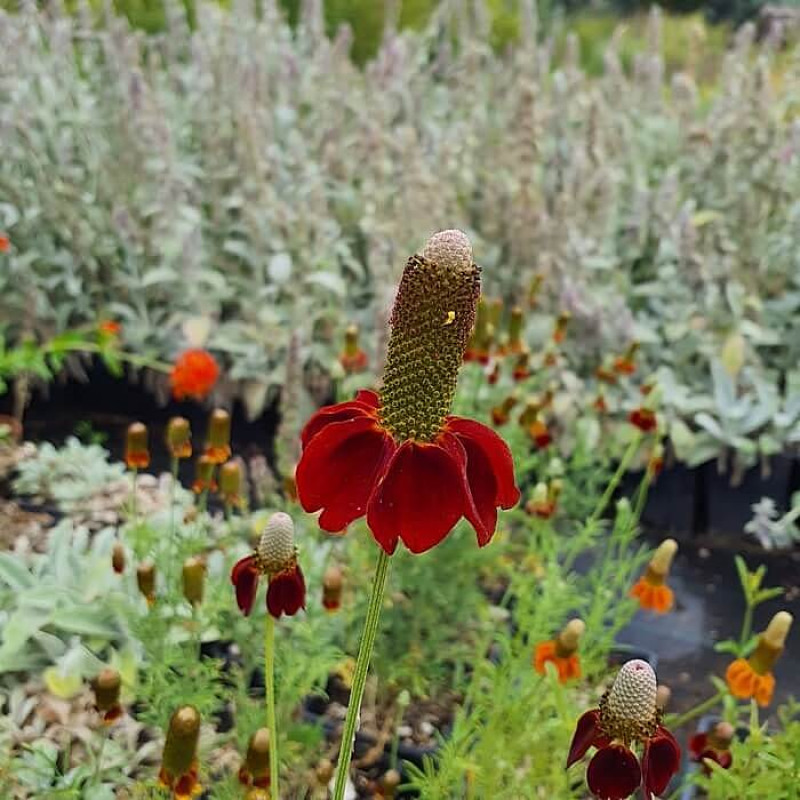 Ratibida columnifera