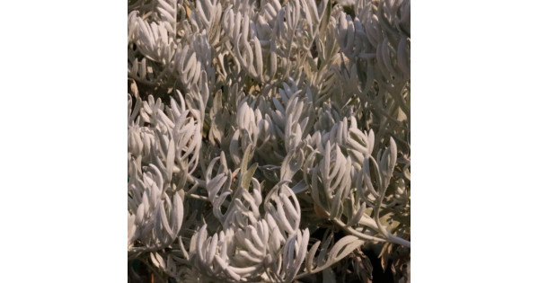 Senecio leucostachys