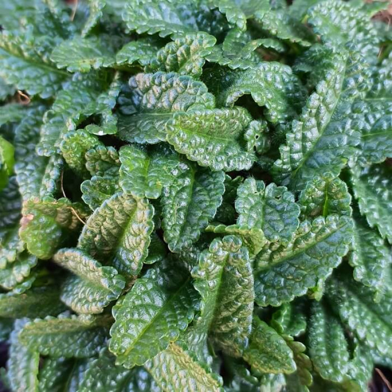 Stachys officinalis 'Ukkie'