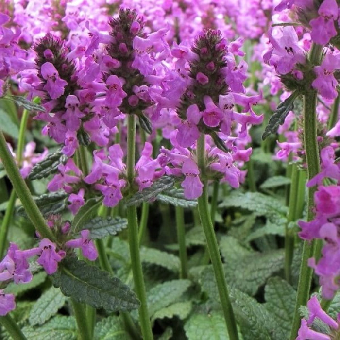 Stachys officinalis 'Ukkie'