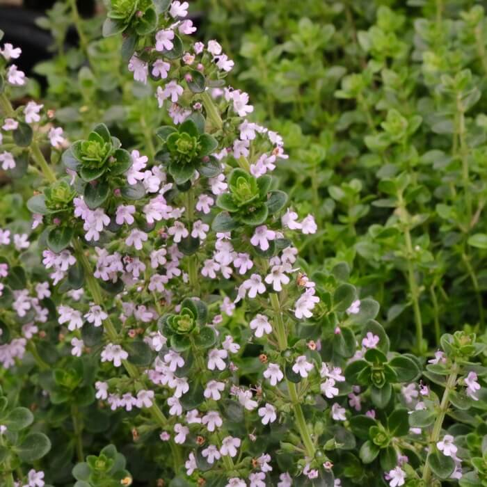 Thymus citriodorus