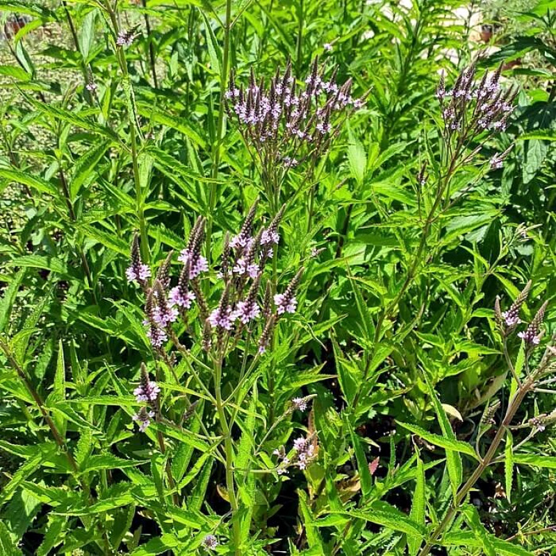 Verbena hastata