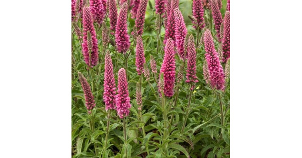 Veronica 'Atomic Red Ray'