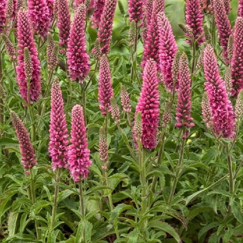 Veronica 'Atomic Red Ray'