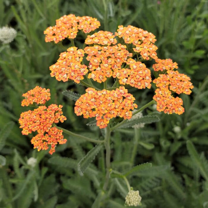 Achillea millefolium 'Terracotta'
