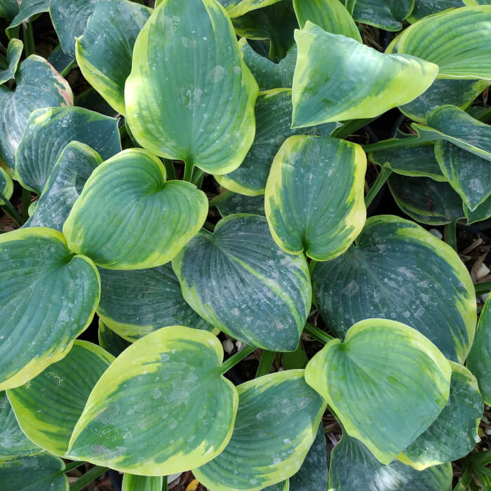 Hosta 'Frances Williams'