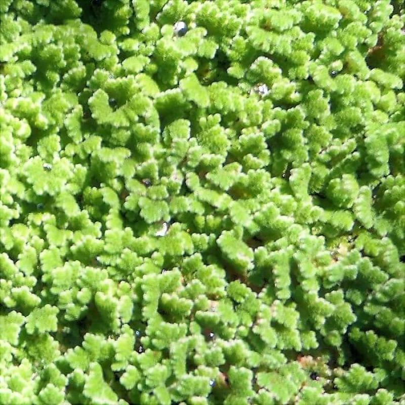 Azolla caroliniana