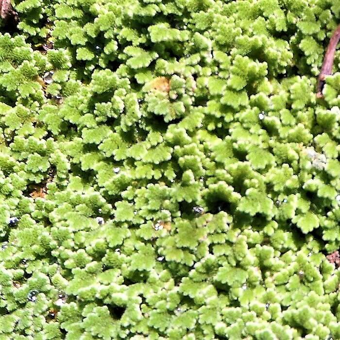 Azolla caroliniana