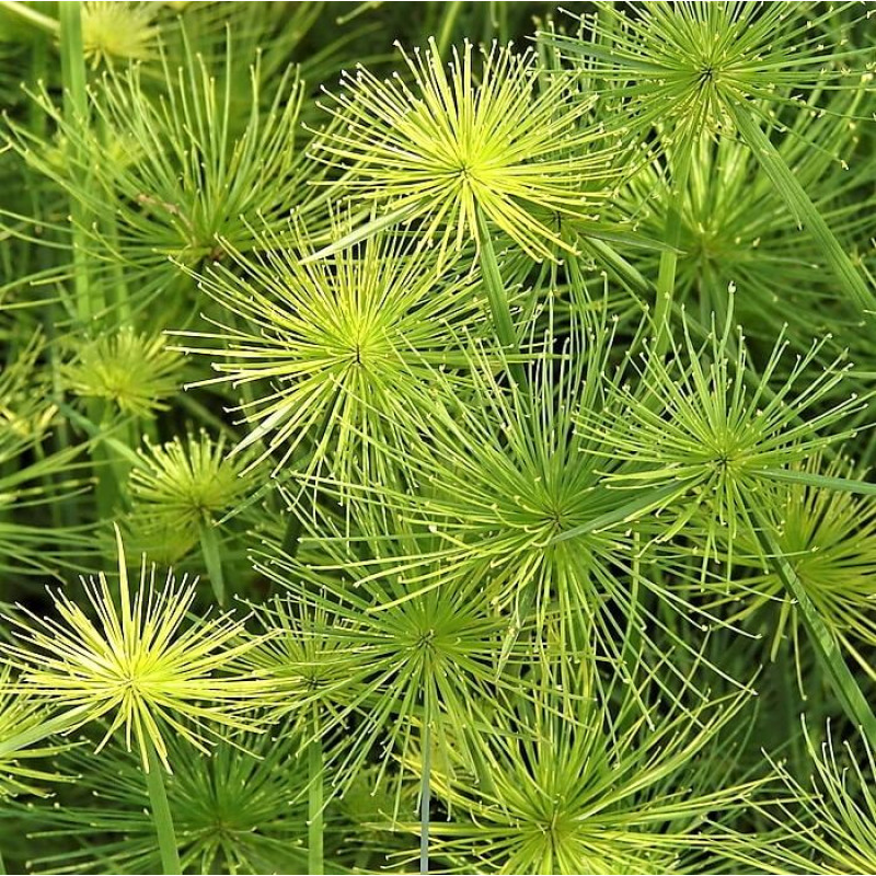 Cyperus haspan