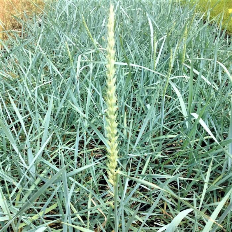Leymus arenarius