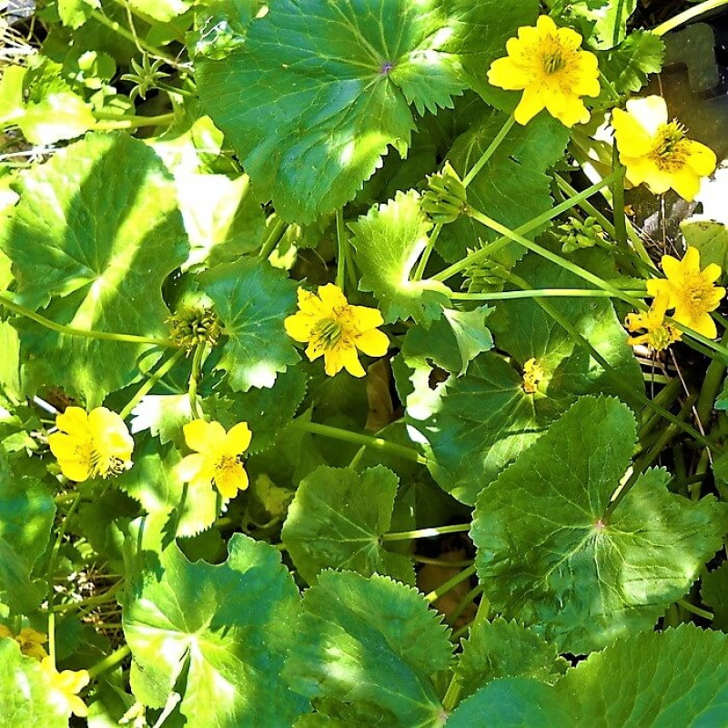 Caltha palustris