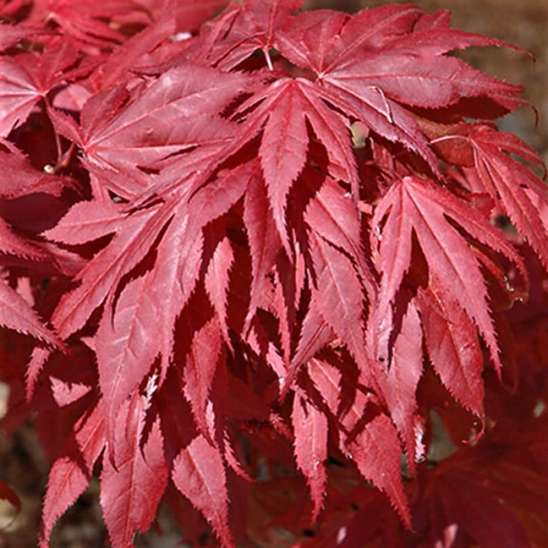 Acer palmatum 'Oregon Sunset'
