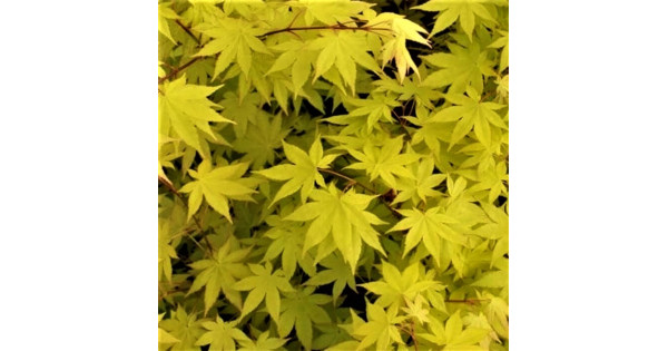 Acer palmatum 'Summer Gold'