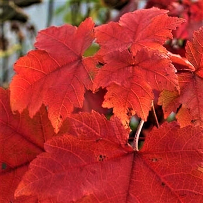 Acer rubrum 'October Glory'