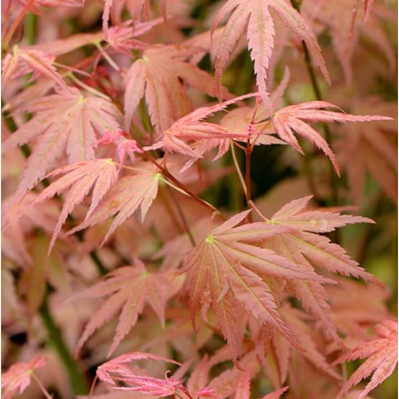 Acer palmatum 'Phoenix'
