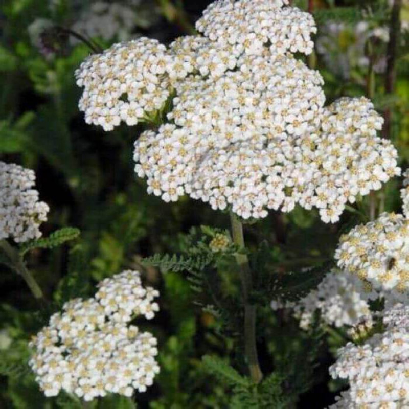 Achillea filipendulina 'Heinrich Vogeler'