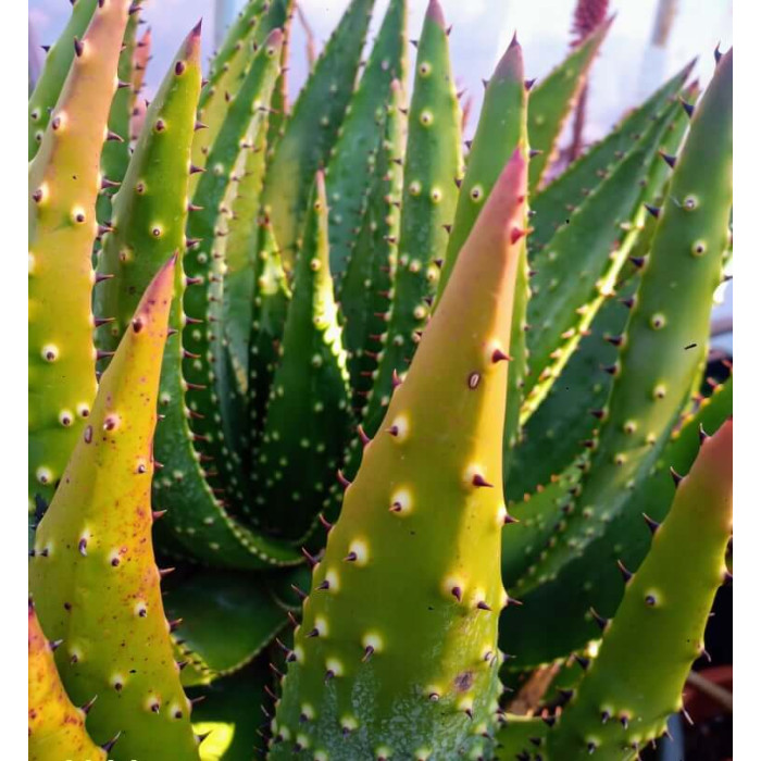 Aloe ferox