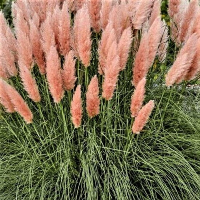 Cortaderia selloana 'Pink Feather'