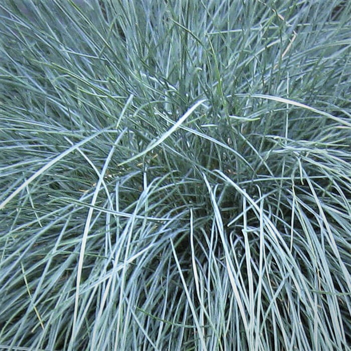 Helictotrichon sempervirens