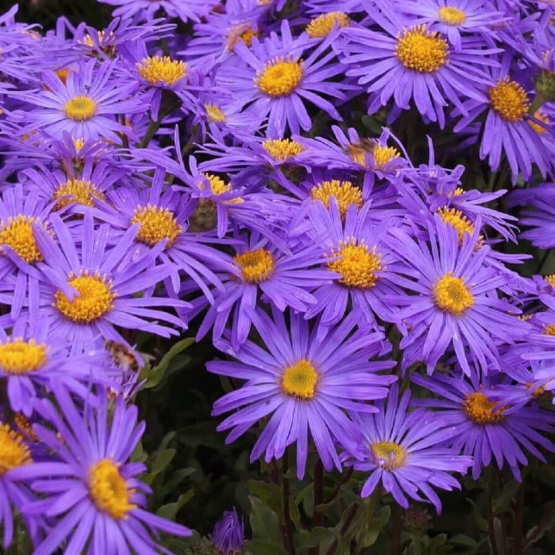 Aster amellus 'King George'