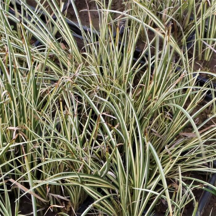 Acorus gramineus ‘Variegatus’