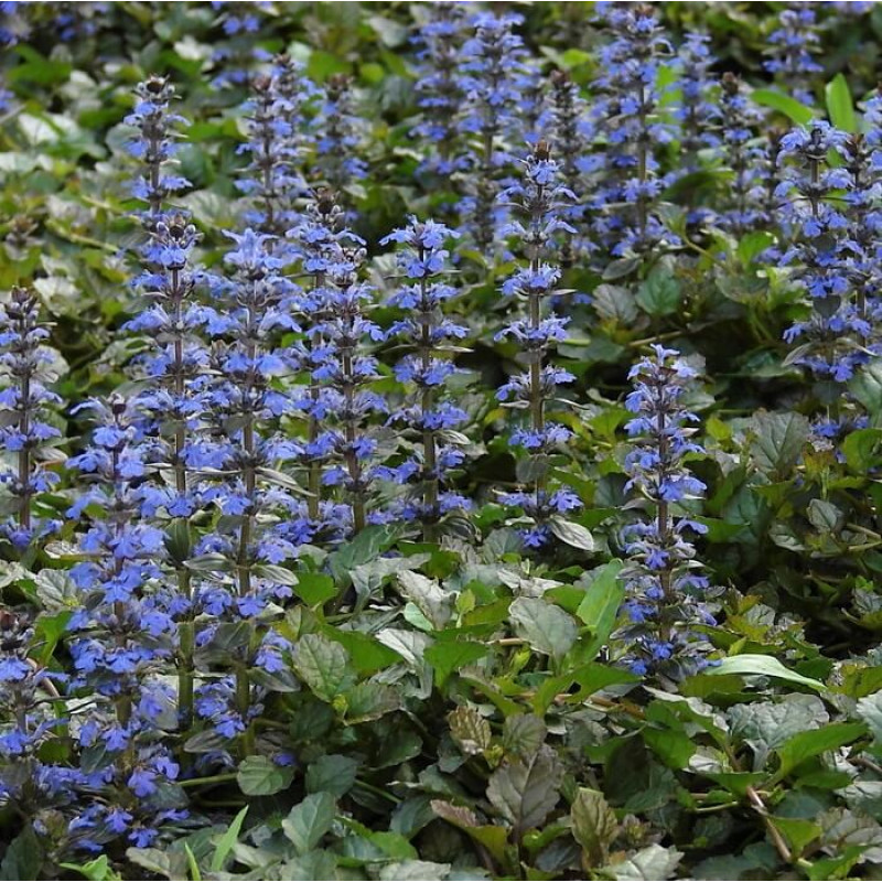 Ajuga reptans