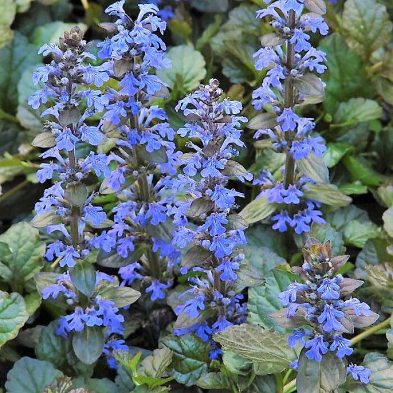 Ajuga reptans
