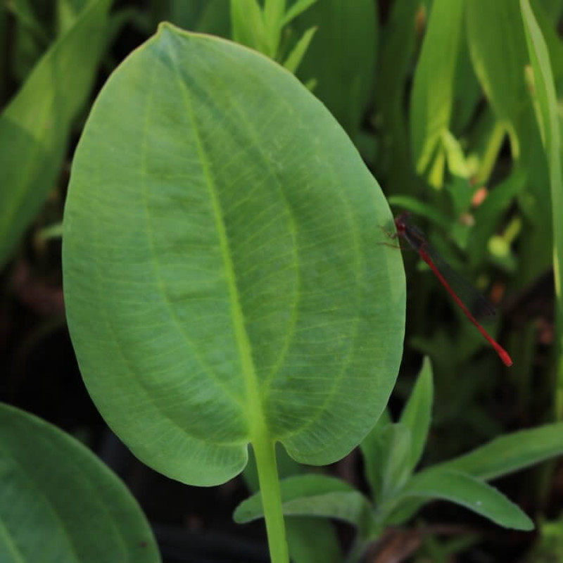 Alisma parviflora