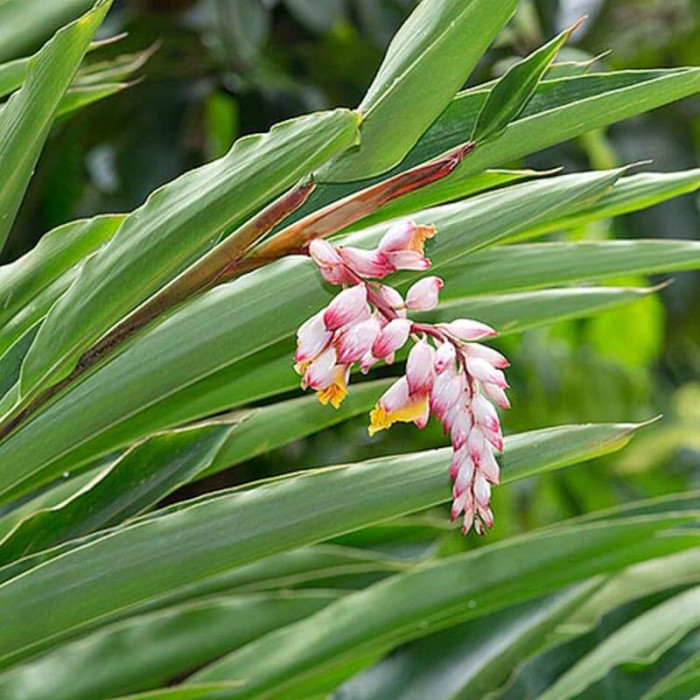 Alpinia zerumbet