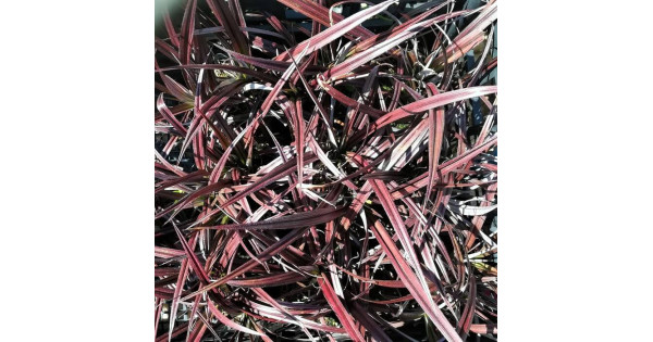 Astelia ‘Son of Red Devil’